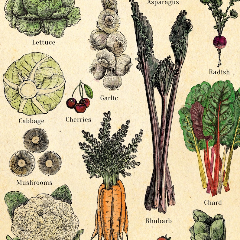 AMERICAN NE Seasonal Fruit and Veg Poster, Vegetable Chart, Vintage ...