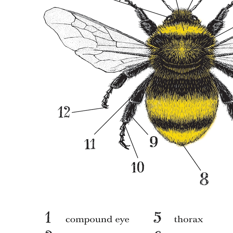 Bee Print Bee Poster Bee Chart Anatomy Nature for - Etsy