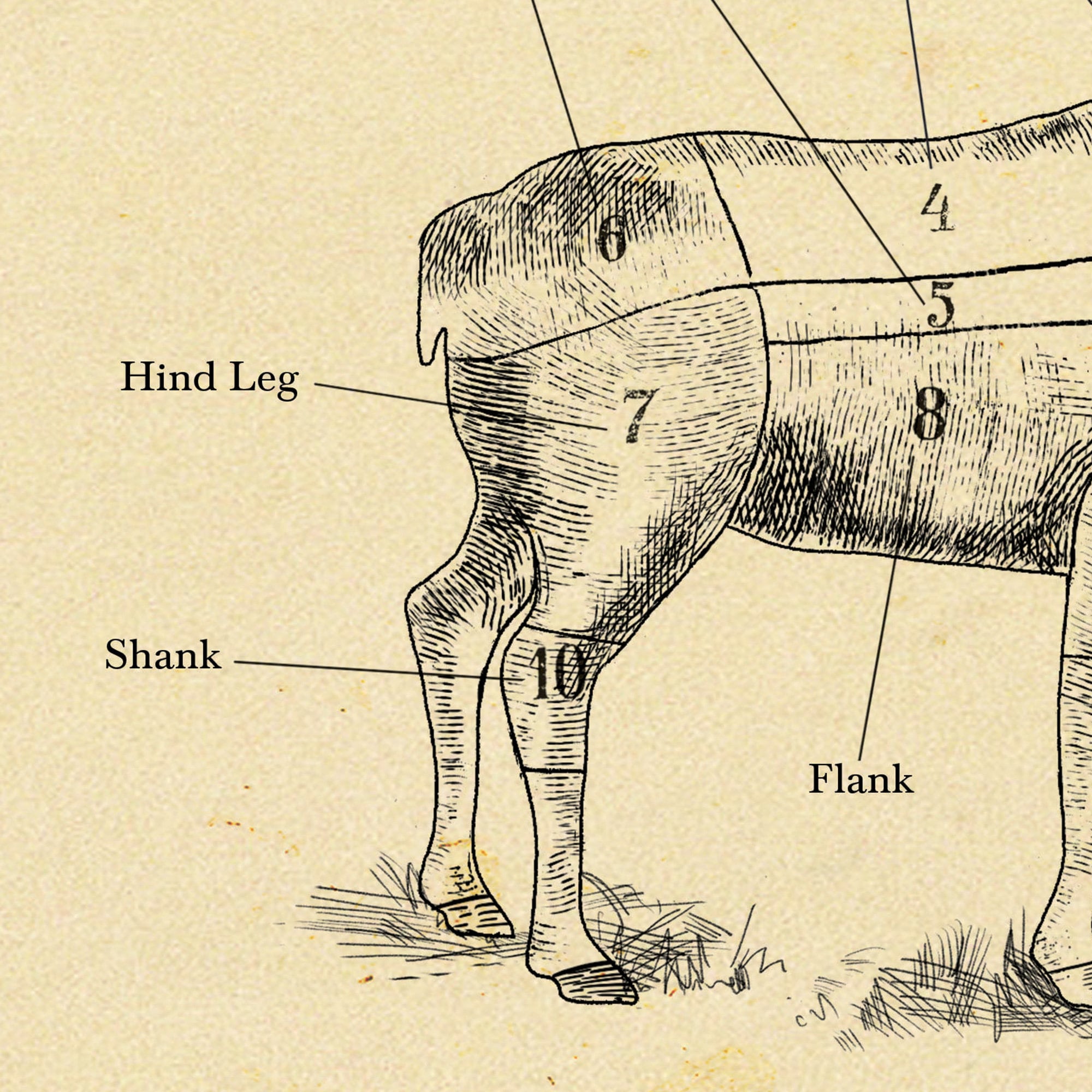 BRITISH Venison Butcher Chart Deer Cuts of Meat Etching | Etsy UK