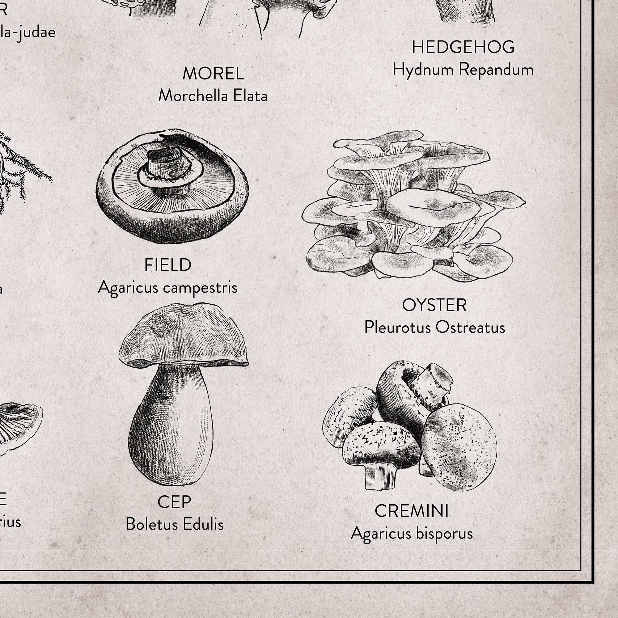 MUSHROOM Foraging Chart, Mushrooms of Britain Print, Fungi Poster. All ...