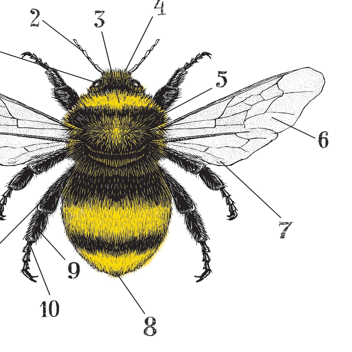 Bee Print Bee Poster Bee Chart Anatomy Nature for - Etsy