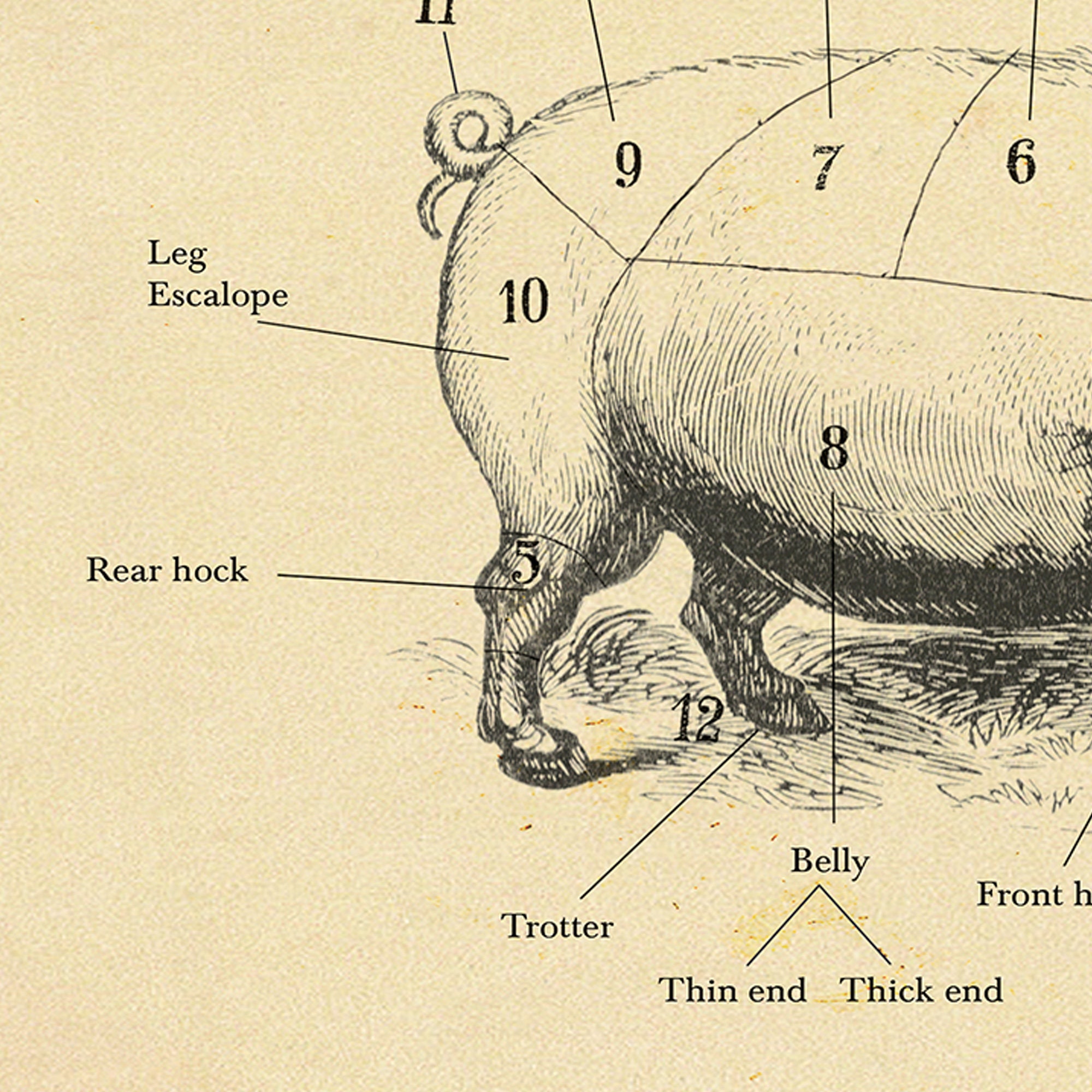 British Pork Diagram: A Meat Lover's Essential Wall Art - Etsy Canada