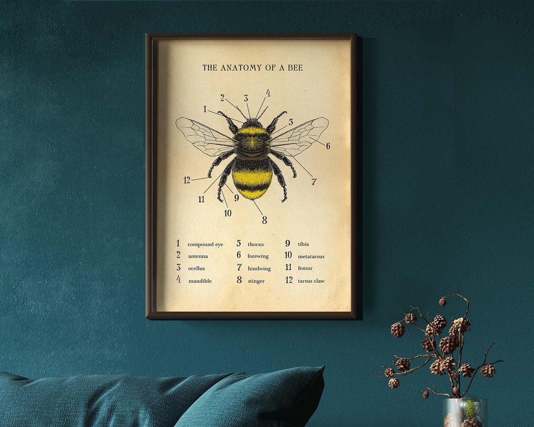 Bee Print, Bee Poster, Bee Chart, Anatomy, Nature, for Kitchen, Unique ...