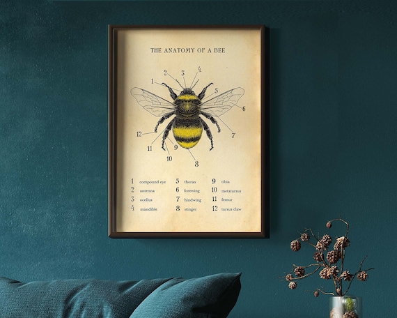 Póster De Anatomía De La Abeja Bee Anatomy Poster Etsy México