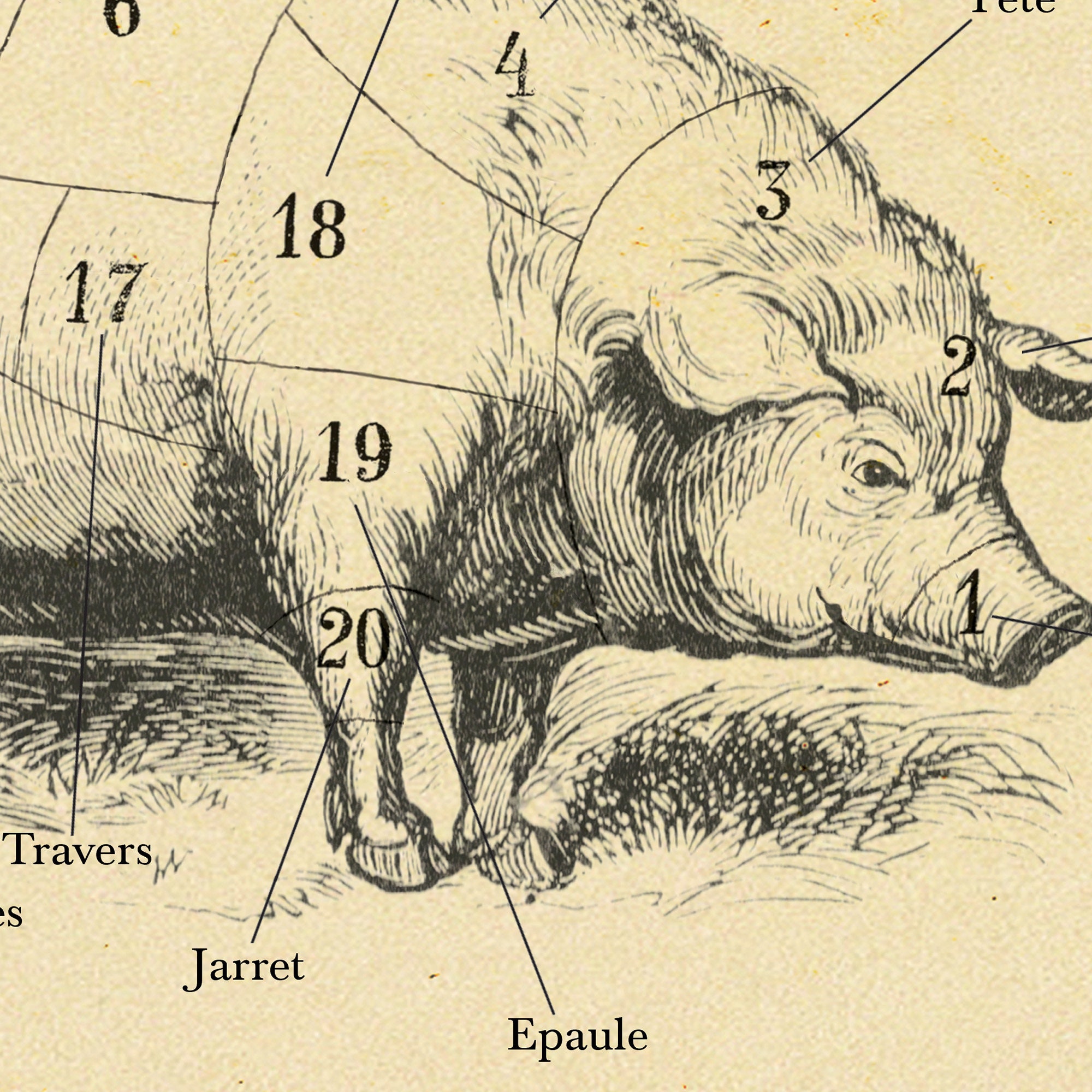 French Meat Cuts Print, Vintage Butcher Diagram, Farmhouse Kitchen Art ...