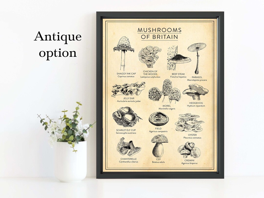 MUSHROOM Foraging Chart, Mushrooms of Britain Print, Fungi Poster. All ...
