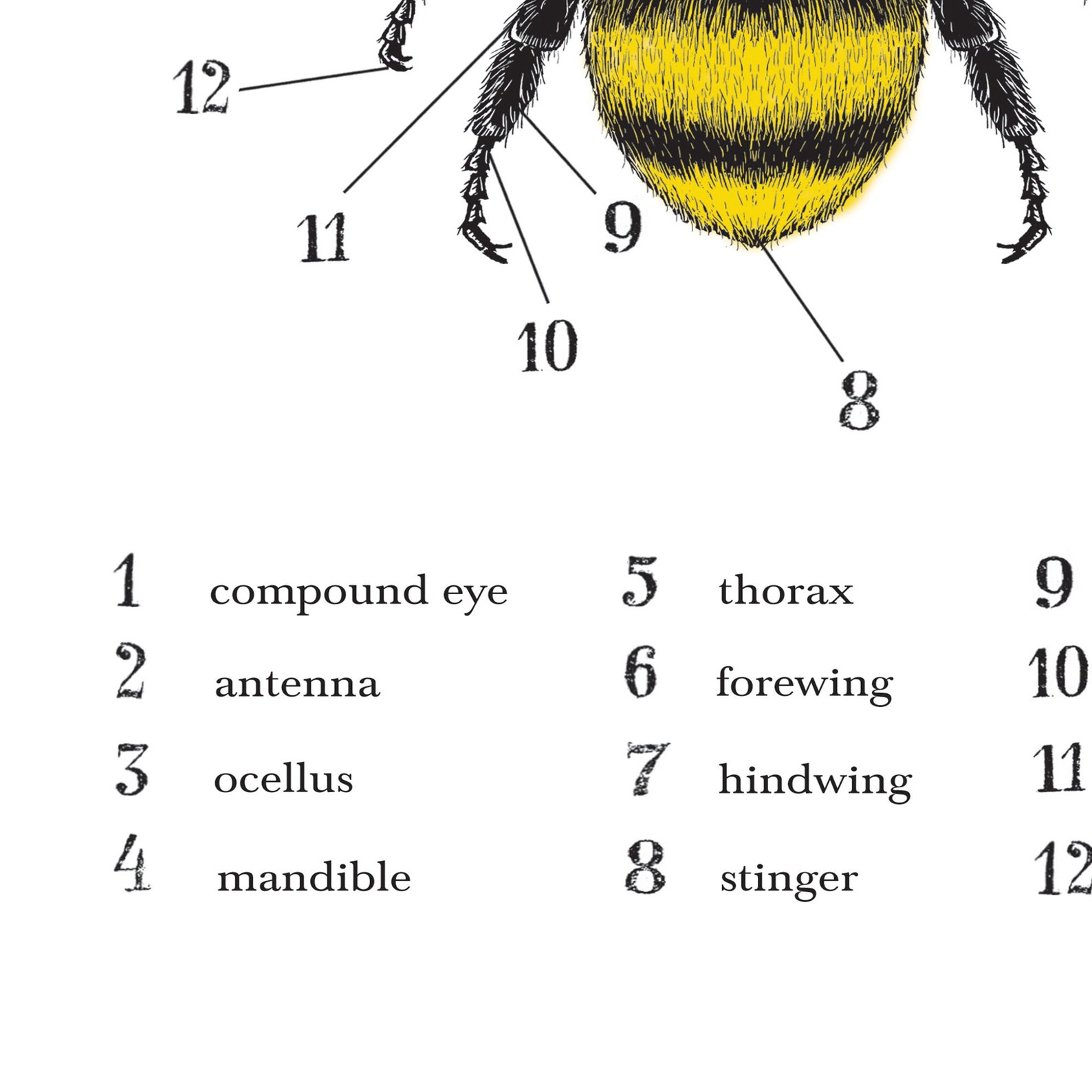 Bee Print Bee Poster Bee Chart Anatomy Nature for - Etsy