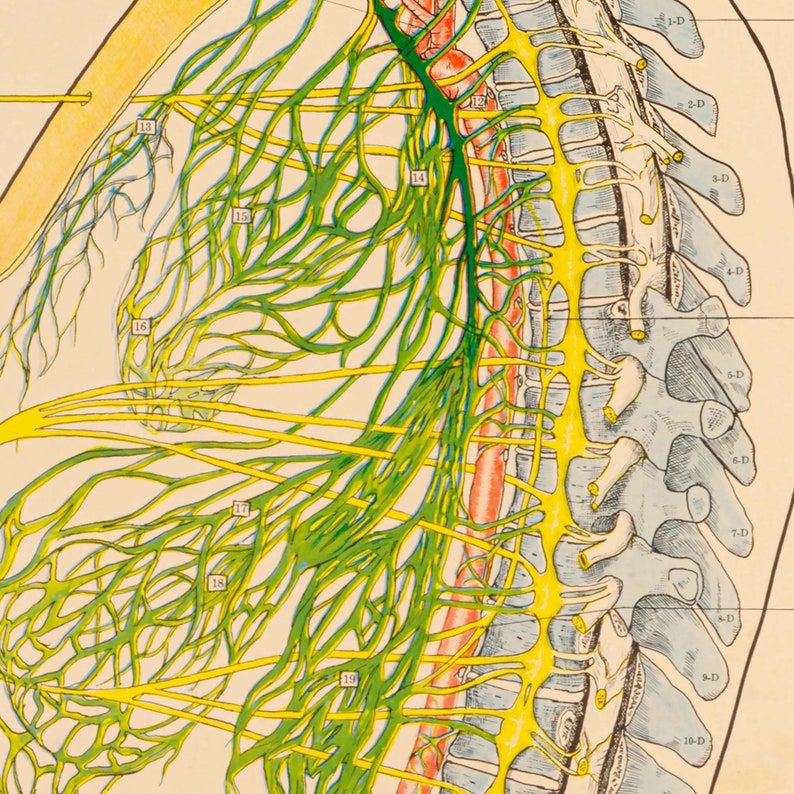 Vintage Medical Chart, Human Body Illustration, Anatomical Chart, Gift ...