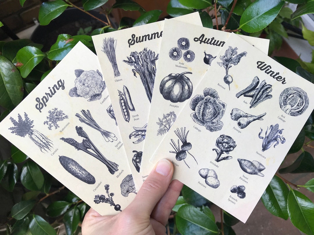 Seasonal Vegetables Chart POSTCARDS Set of 4 Size A6 - Etsy