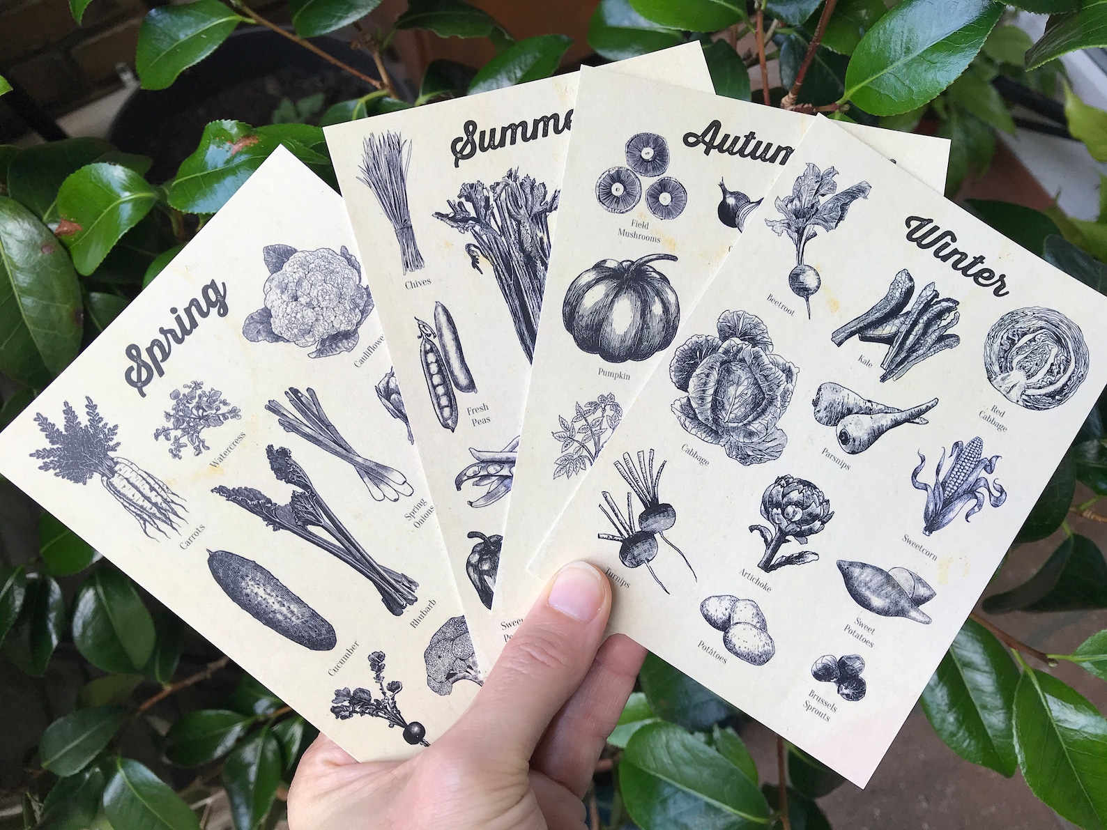 Seasonal Vegetables Chart POSTCARDS Set of 4 A6 Etchings | Etsy