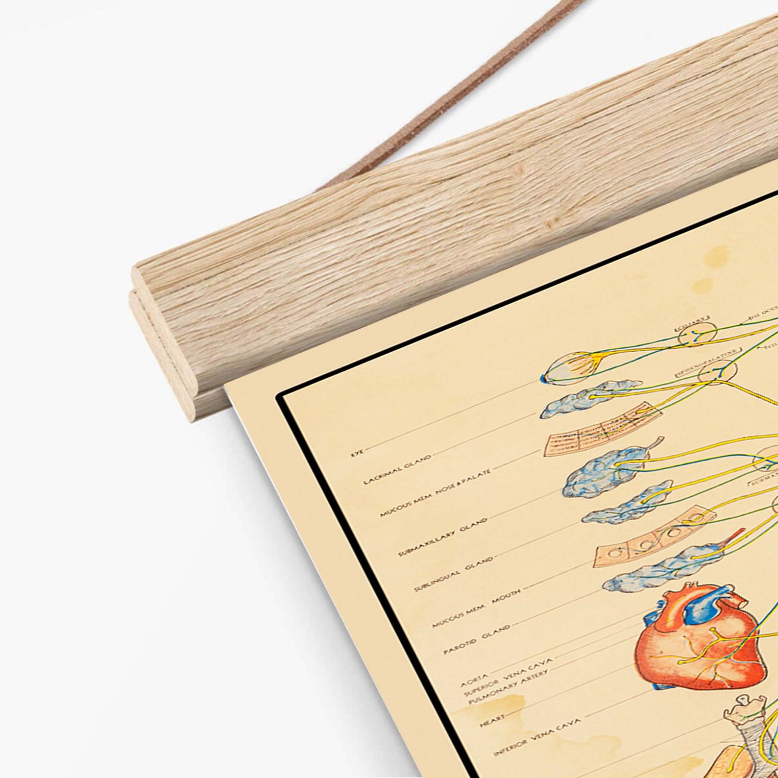 Vintage Medical Chart, Human Body Illustration, Anatomical Chart, Gift ...