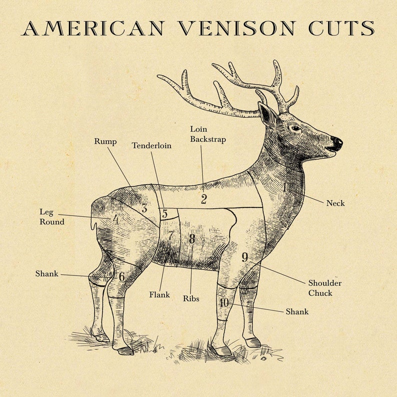 AMERICAN Venison Butcher Chart Cuts of Meat Etching Style - Etsy UK