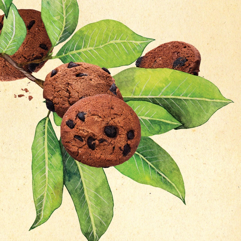 Botanical Chocolate Cookie Print, Biscuit Cookie Art Print, Cookies ...