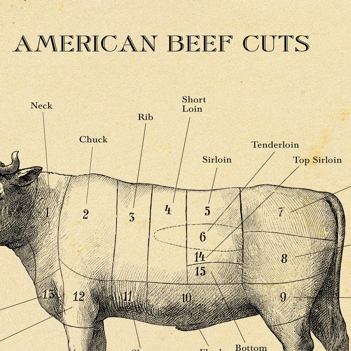 AMERICAN Beef Cut Cow Print Butcher Chart Vintage Etching | Etsy