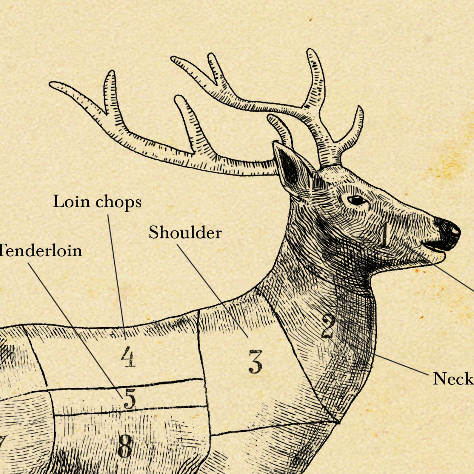 BRITISH Venison Butcher Chart Deer Cuts of Meat Etching | Etsy