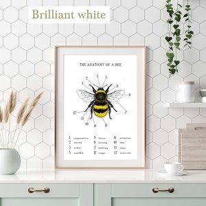 Bee Print, Bee Poster, Bee Chart, Anatomy, Nature, for Kitchen, Unique ...