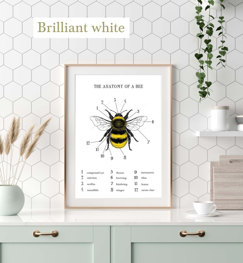 Bee Print Bee Poster Bee Chart Anatomy Nature for - Etsy