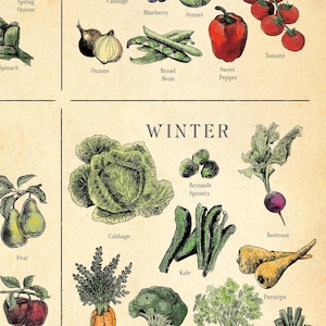 Seasonal Fruit and Veg Poster, (UK Version) Vegetable Chart, Botanical ...