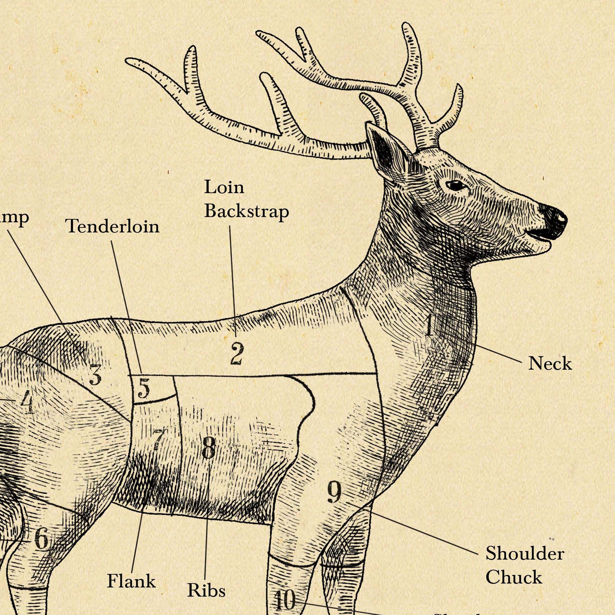 AMERICAN Venison Butcher Chart Cuts of Meat Etching Style - Etsy UK