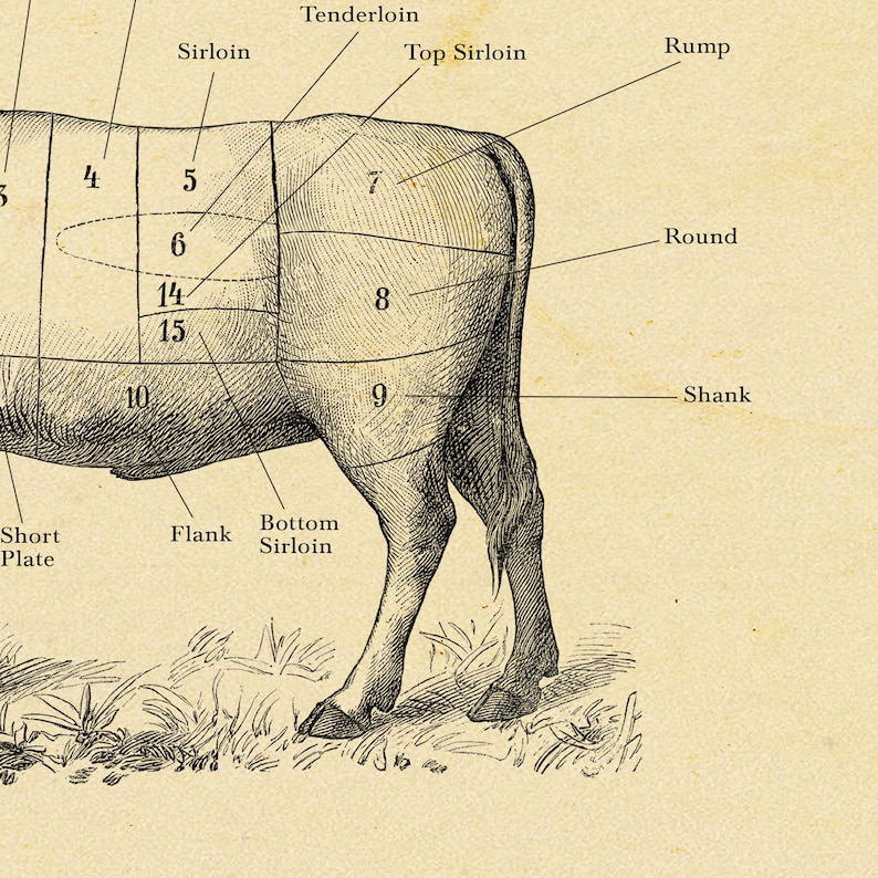AMERICAN Beef Cut Cow Print Butcher Chart Vintage Etching | Etsy