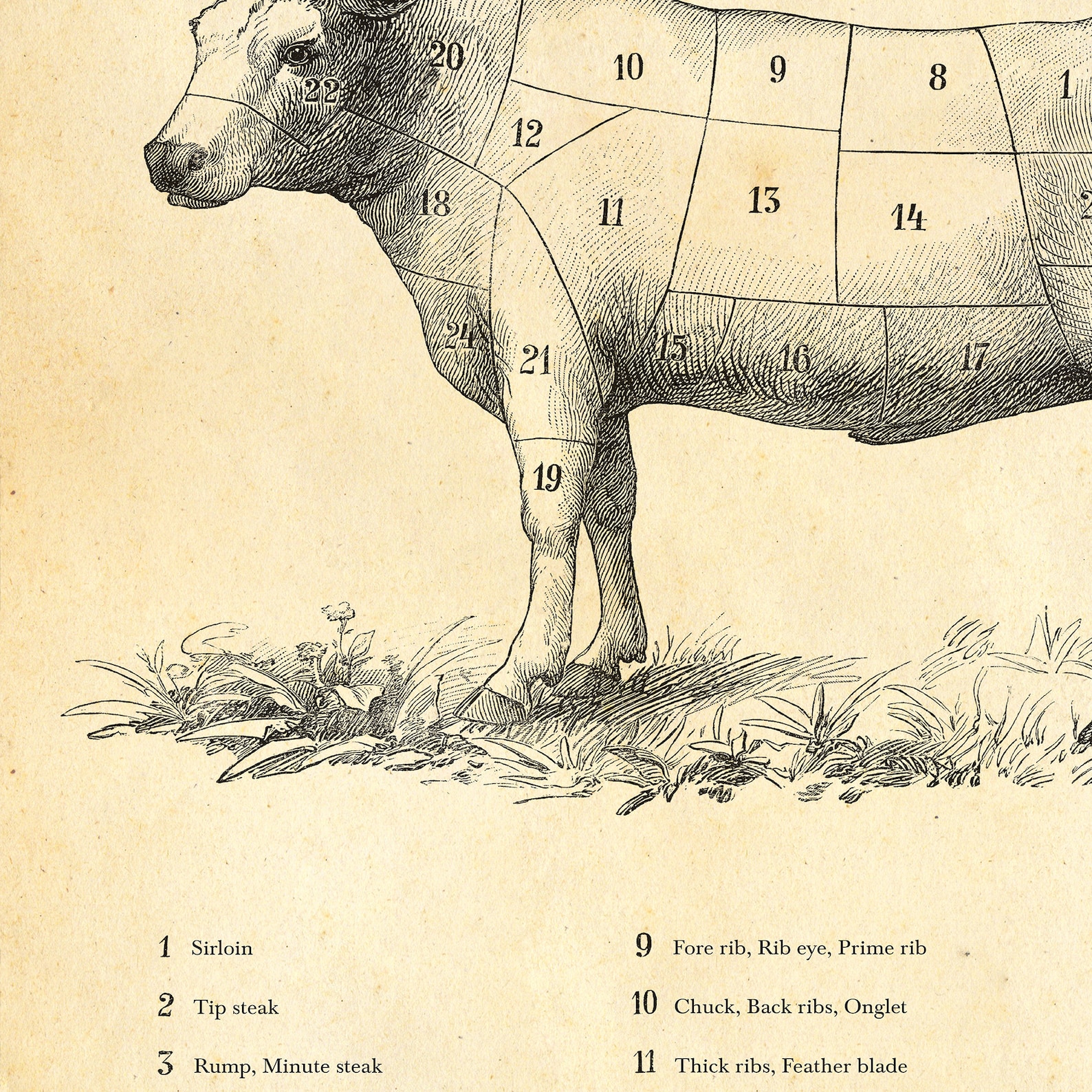 British Beef Cuts Chart Beef Cut Cow Print Kitchen - Etsy UK