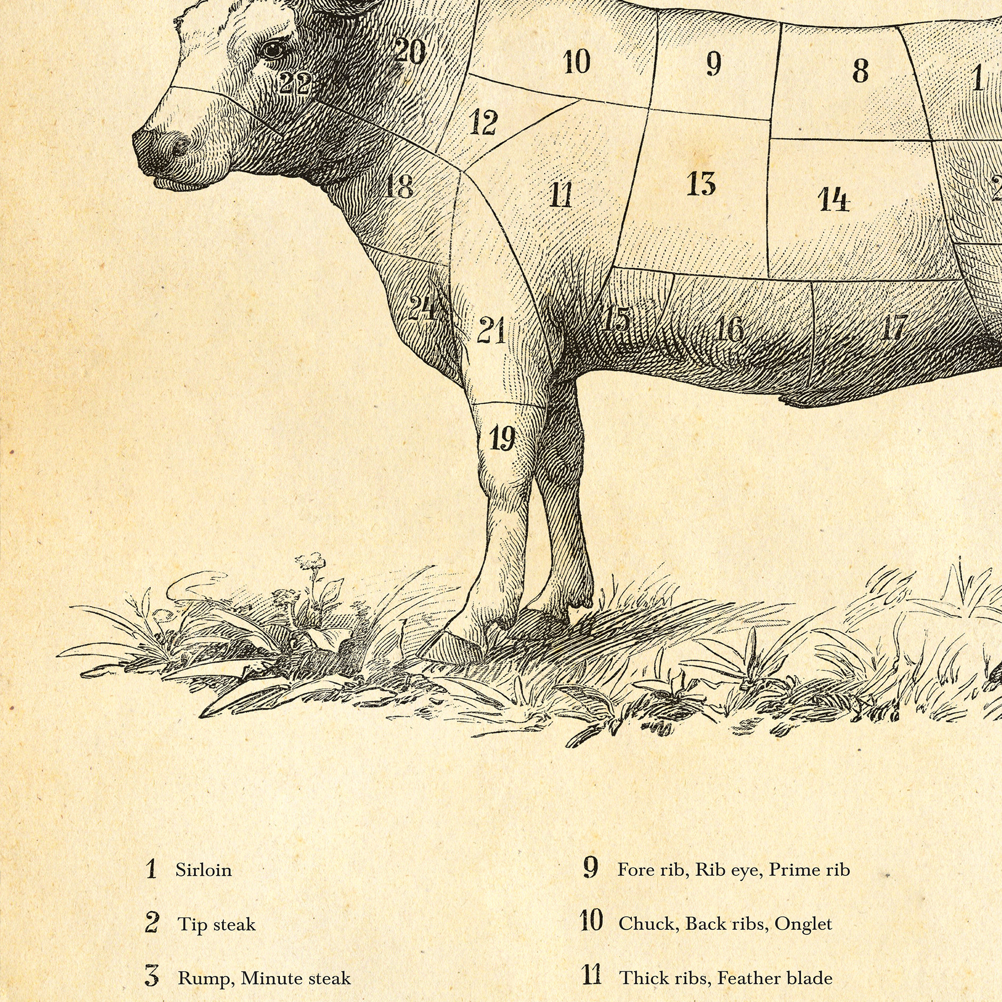 British Beef Cuts Chart, Beef Cut Cow Print, Kitchen Collection - Etsy UK