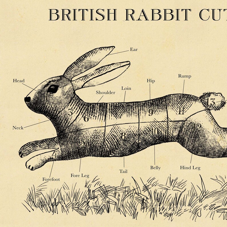 BRITISH Rabbit Butcher Chart Cuts of Meat Etching Style | Etsy