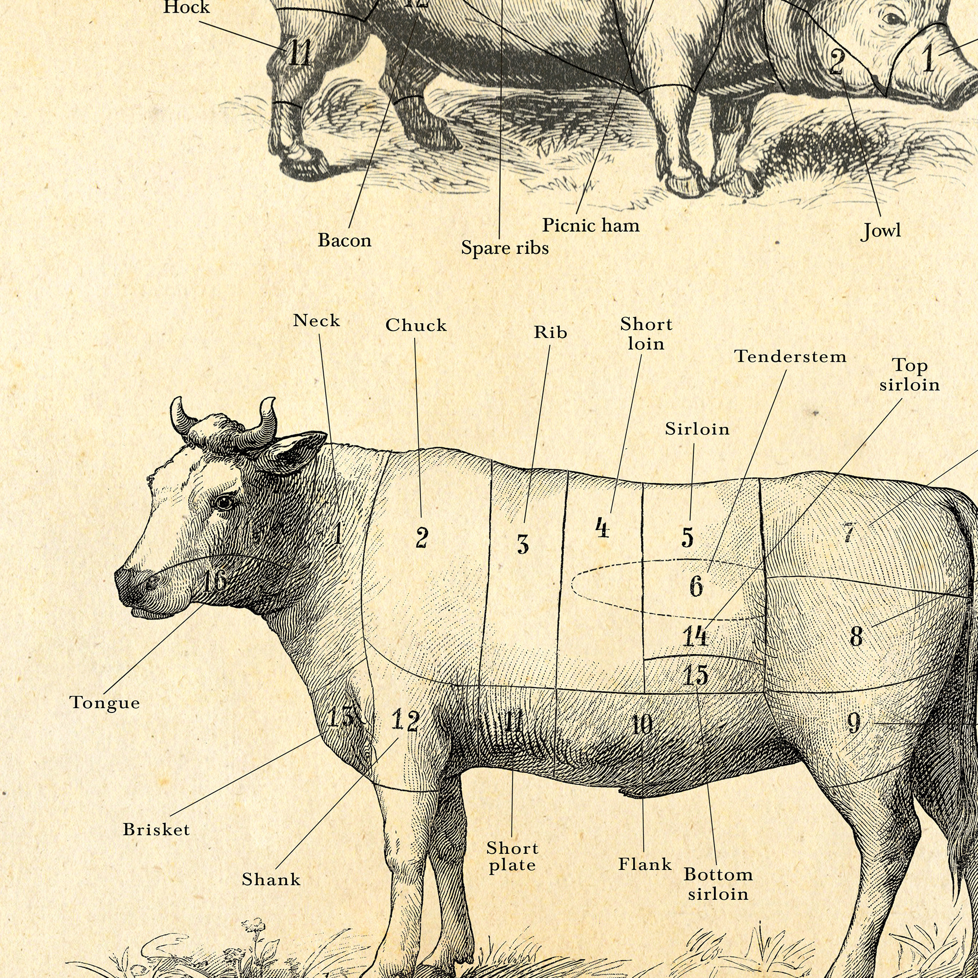 AMERICAN Meat Cuts Chart Butcher Cuts Print All Sizes - Etsy UK