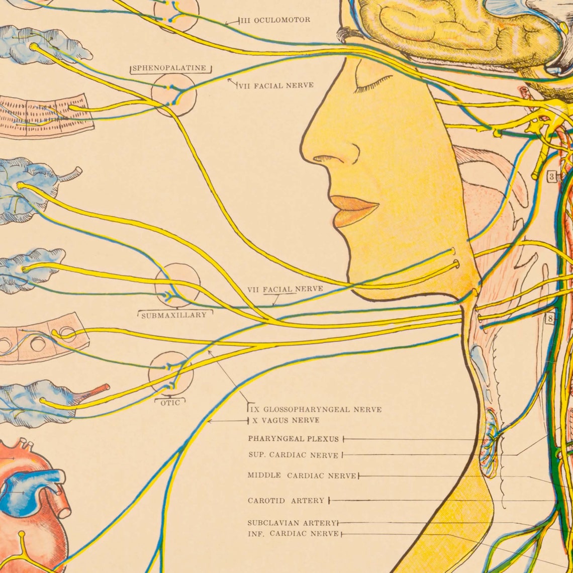 Vintage Medical Chart Human Body Illustration Anatomical | Etsy