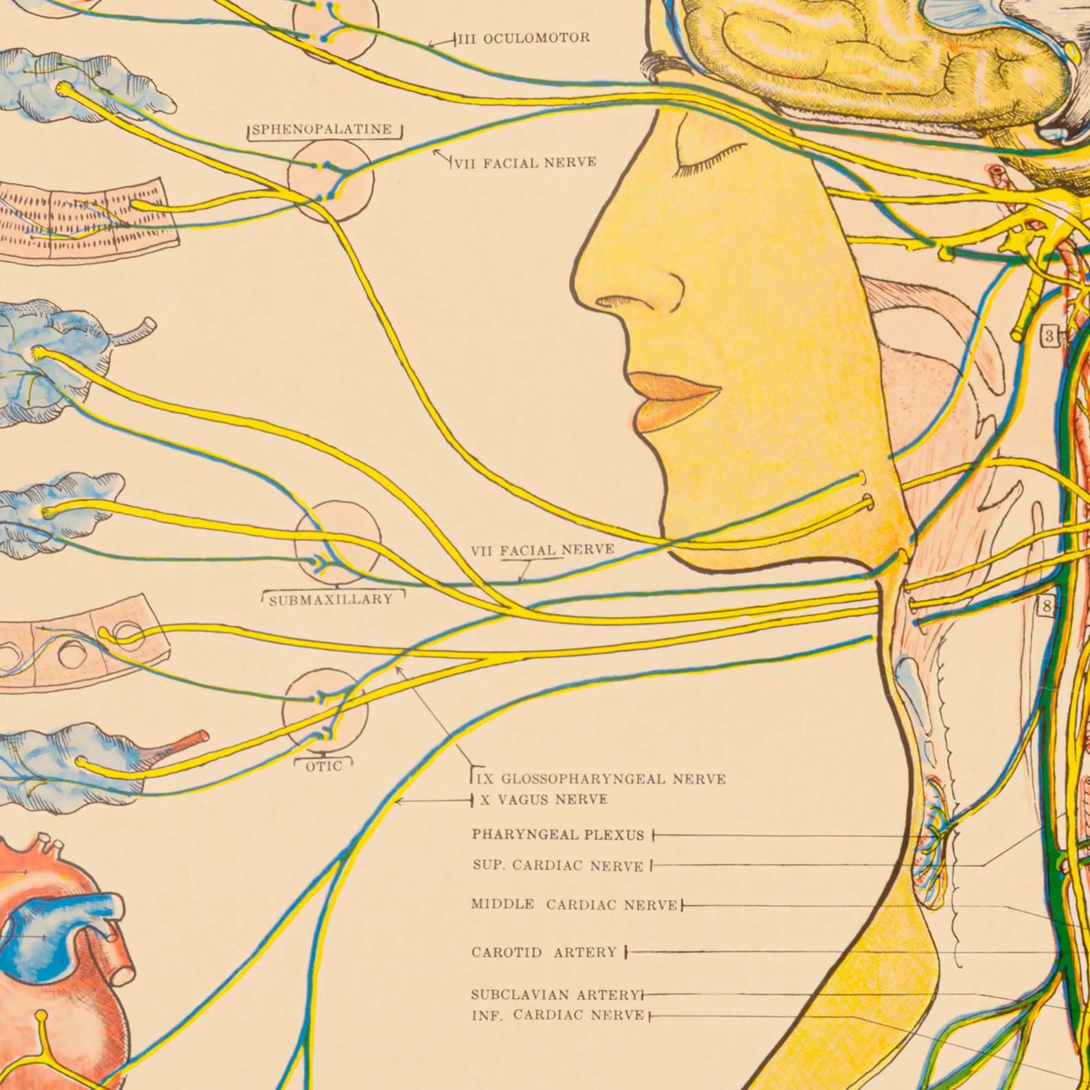Vintage Medical Chart, Human Body Illustration, Anatomical Chart, Gift ...