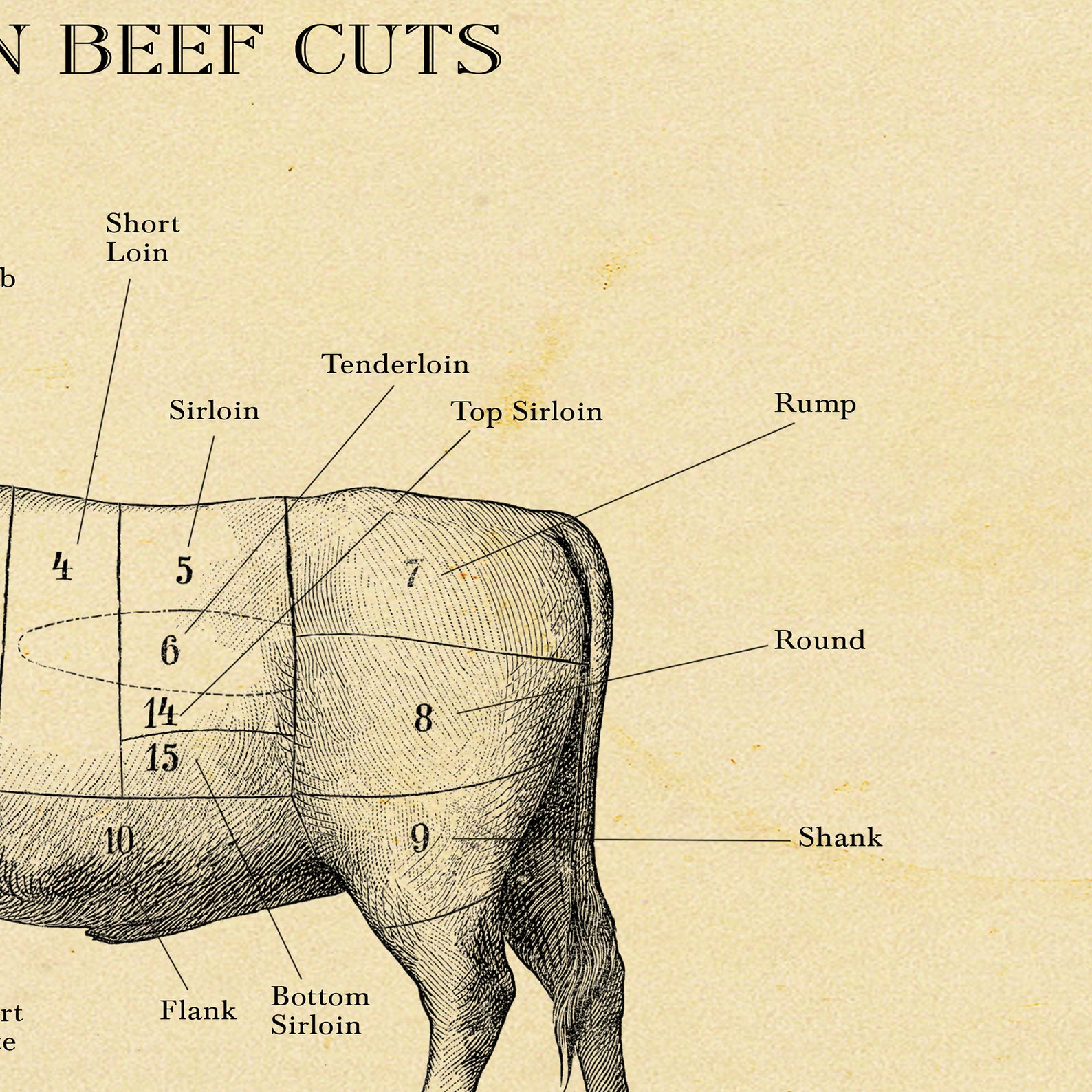 AMERICAN Beef Cut Cow Print Butcher Chart Vintage Etching | Etsy