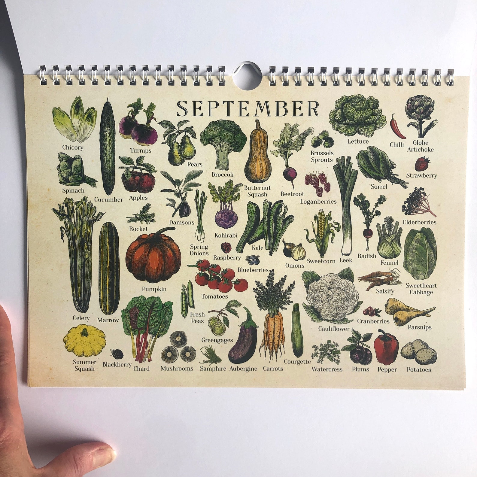 UK Seasonal Calendar, A4 (dateless) Fruit and Vegetable Wall Calendar ...