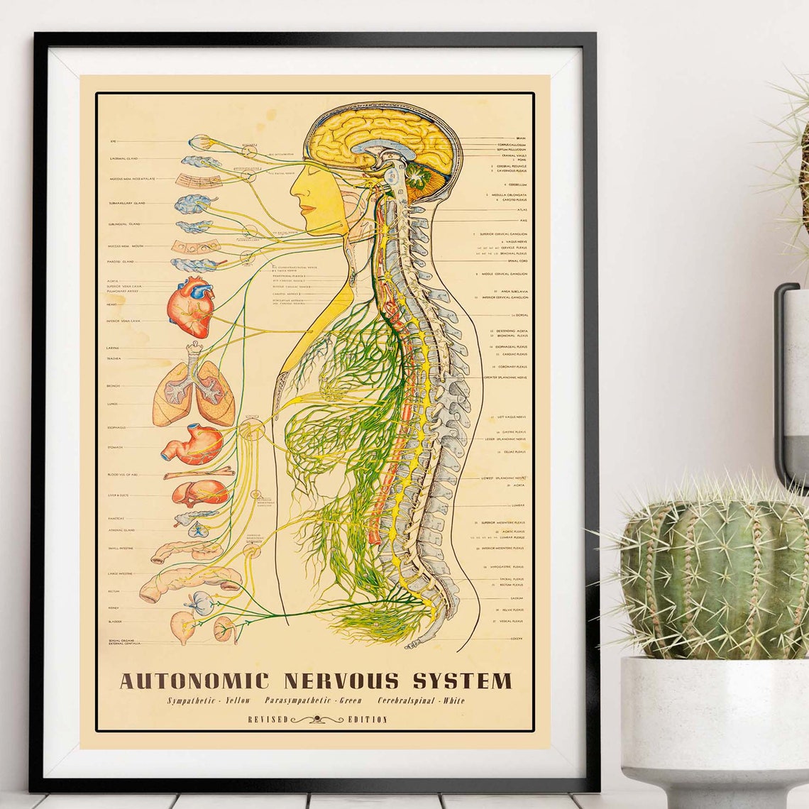 Vintage Medical Chart, Human Body Illustration, Anatomical Chart, Gift ...
