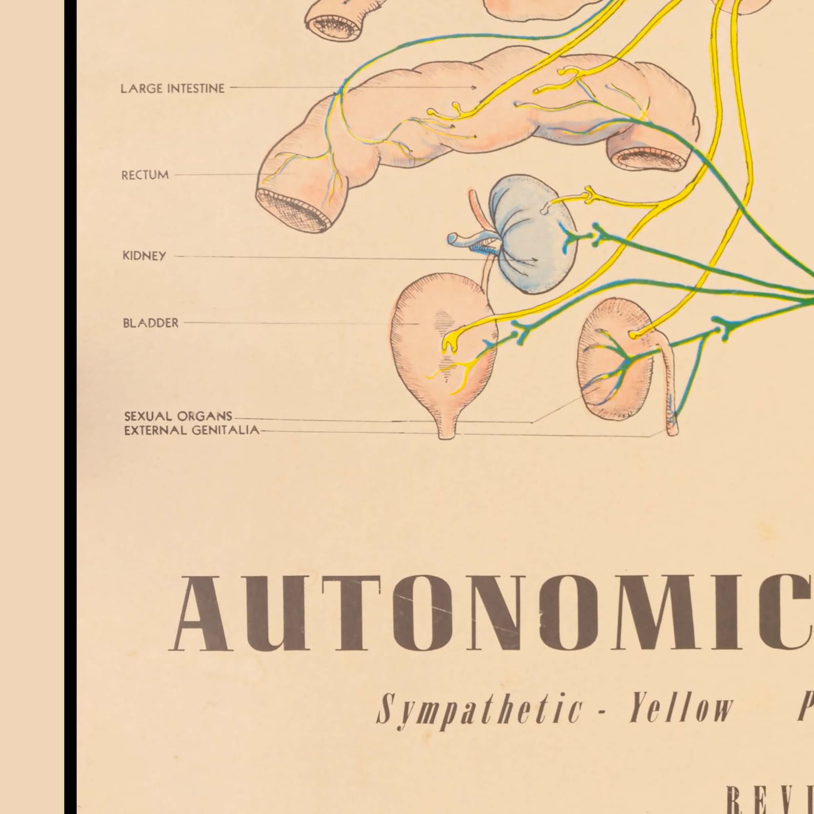 Vintage Medical Chart, Human Body Illustration, Anatomical Chart, Gift ...