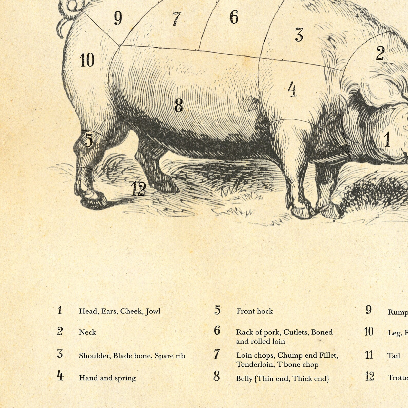 British Pork Cuts, Pig Print, Kitchen Collection. All Sizes - Etsy