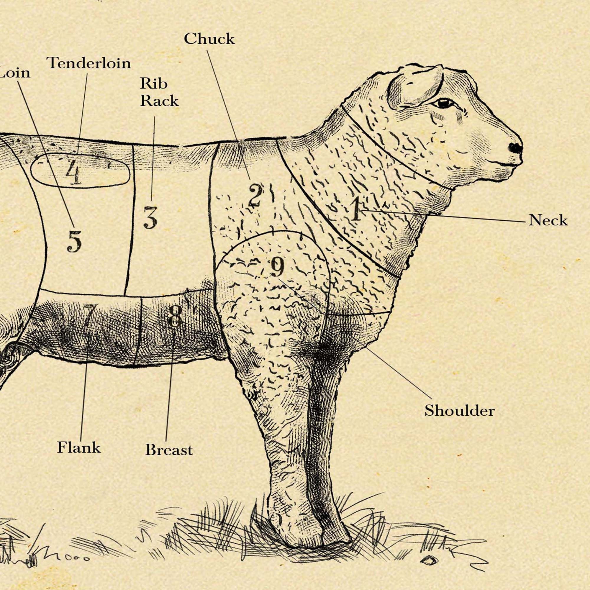 AMERICAN Lamb Butcher Chart Cuts of Meat Etching Style - Etsy Canada