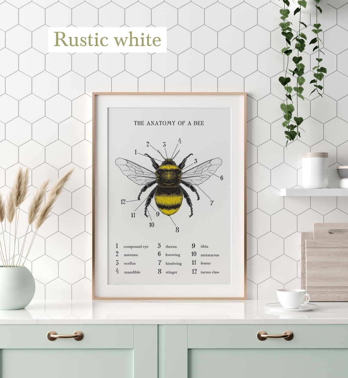 Bee Print Bee Poster Bee Chart Anatomy Nature for - Etsy