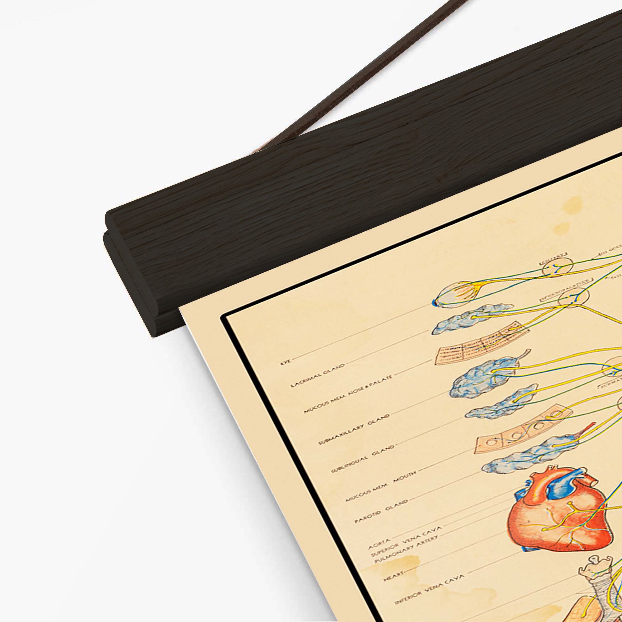 Vintage Medical Chart Human Body Illustration Anatomical | Etsy UK