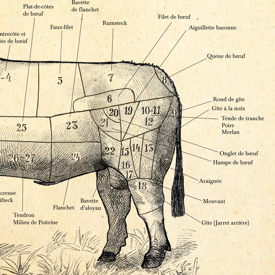 FRENCH Beef Cuts Print Vintage Butcher Cuts Poster All - Etsy