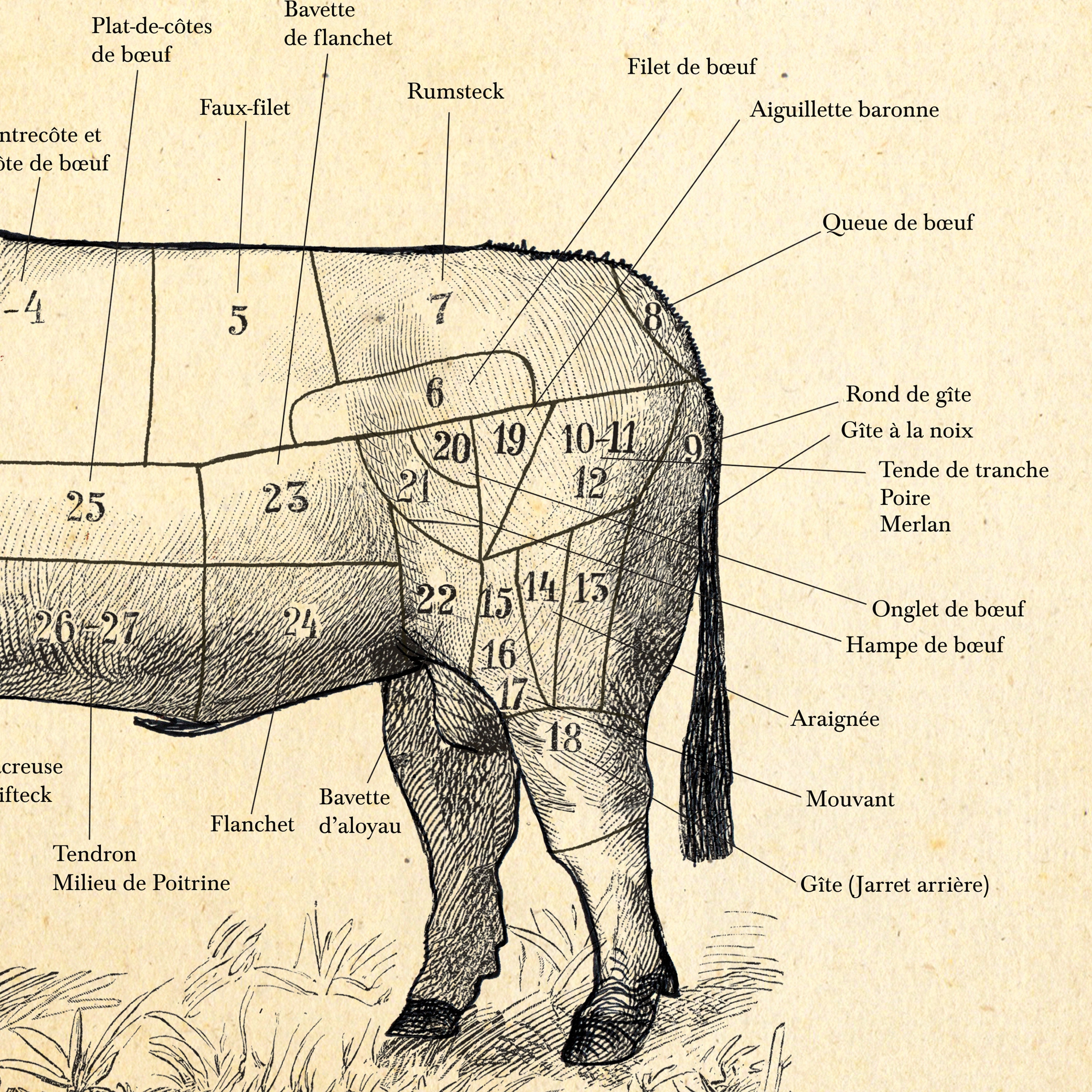 FRENCH Beef Cuts Print Vintage Butcher Cuts Poster All - Etsy UK