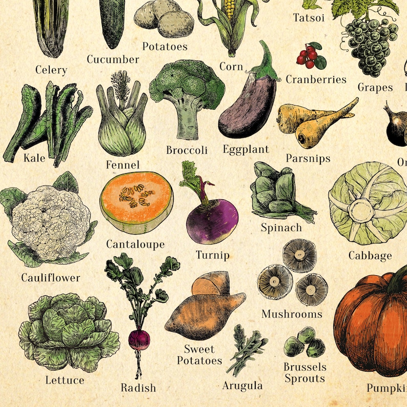AMERICAN NE Seasonal Fruit and Veg Poster, Vegetable Chart, Vintage ...