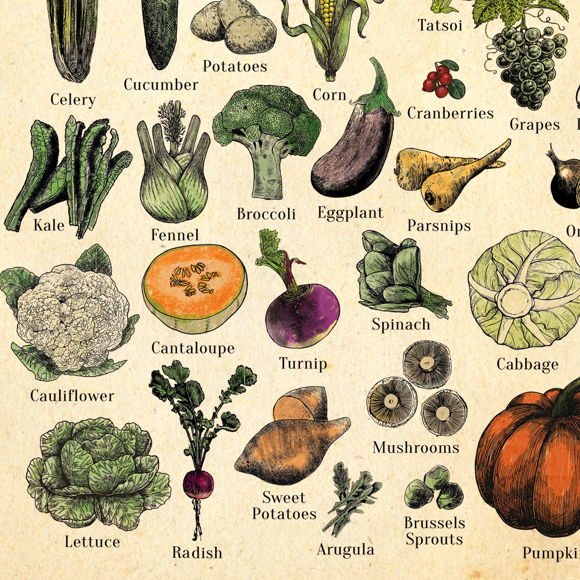AMERICAN NE Seasonal Fruit and Veg Poster, Vegetable Chart, Vintage ...