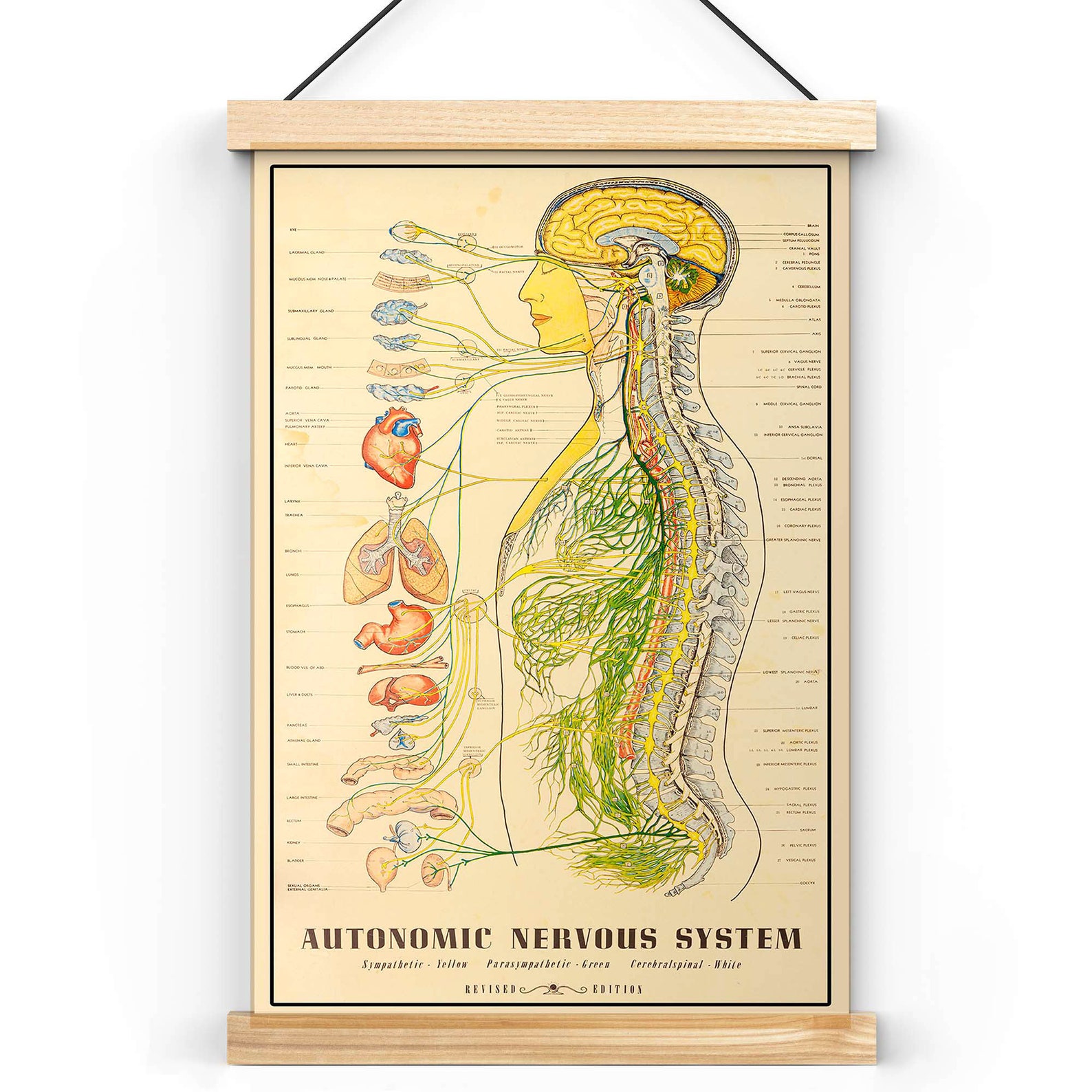 Vintage Medical Chart, Human Body Illustration, Anatomical Chart, Gift ...