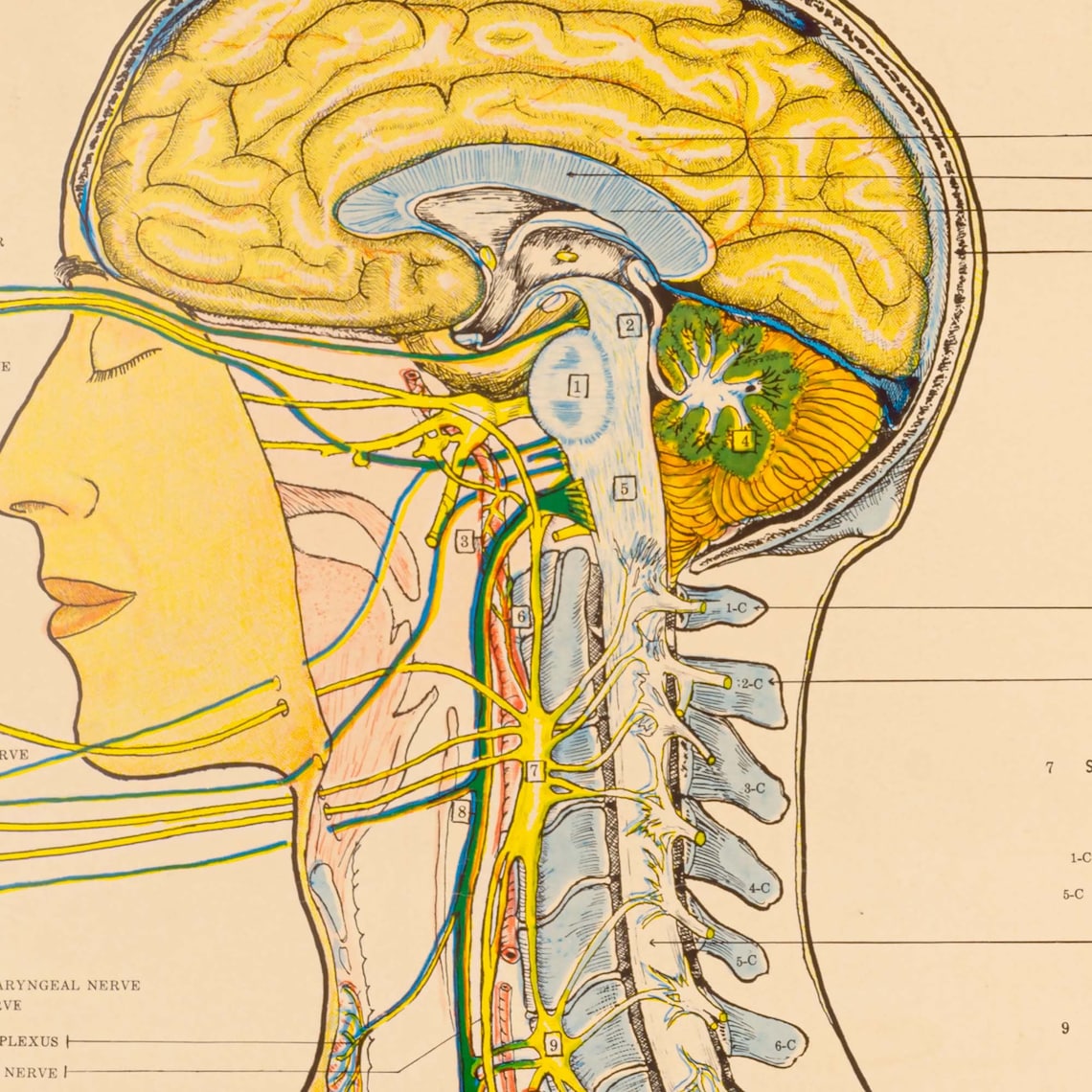 Vintage Medical Chart Human Body Illustration Anatomical | Etsy