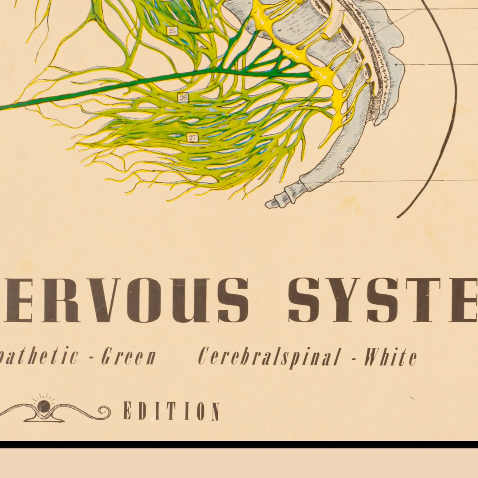 Vintage Medical Chart, Human Body Illustration, Anatomical Chart, Gift ...