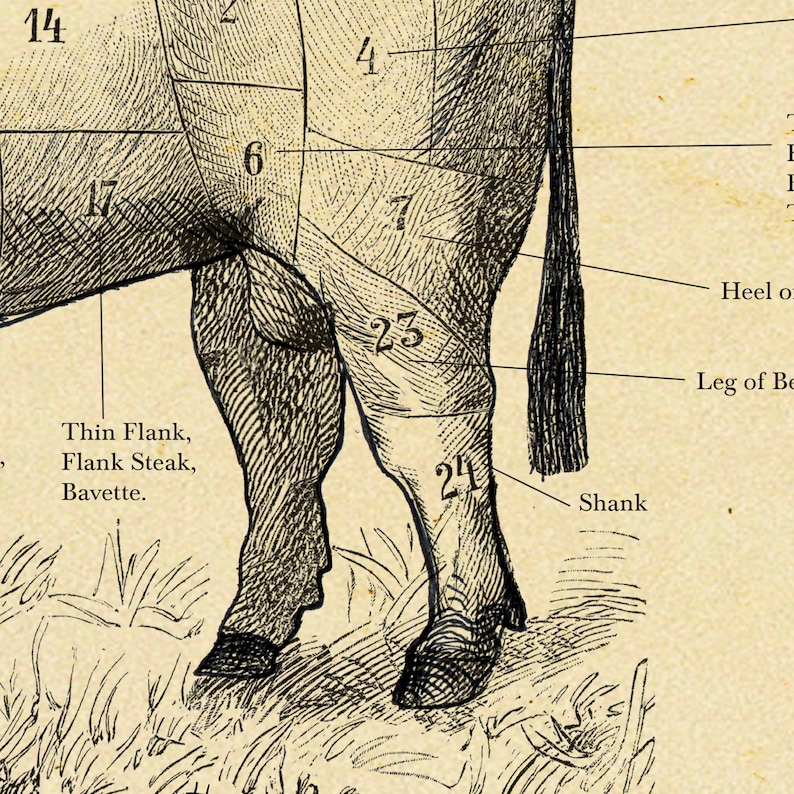 IRISH Beef Cut Print, Butcher Chart Poster, Etching Style Print - Etsy