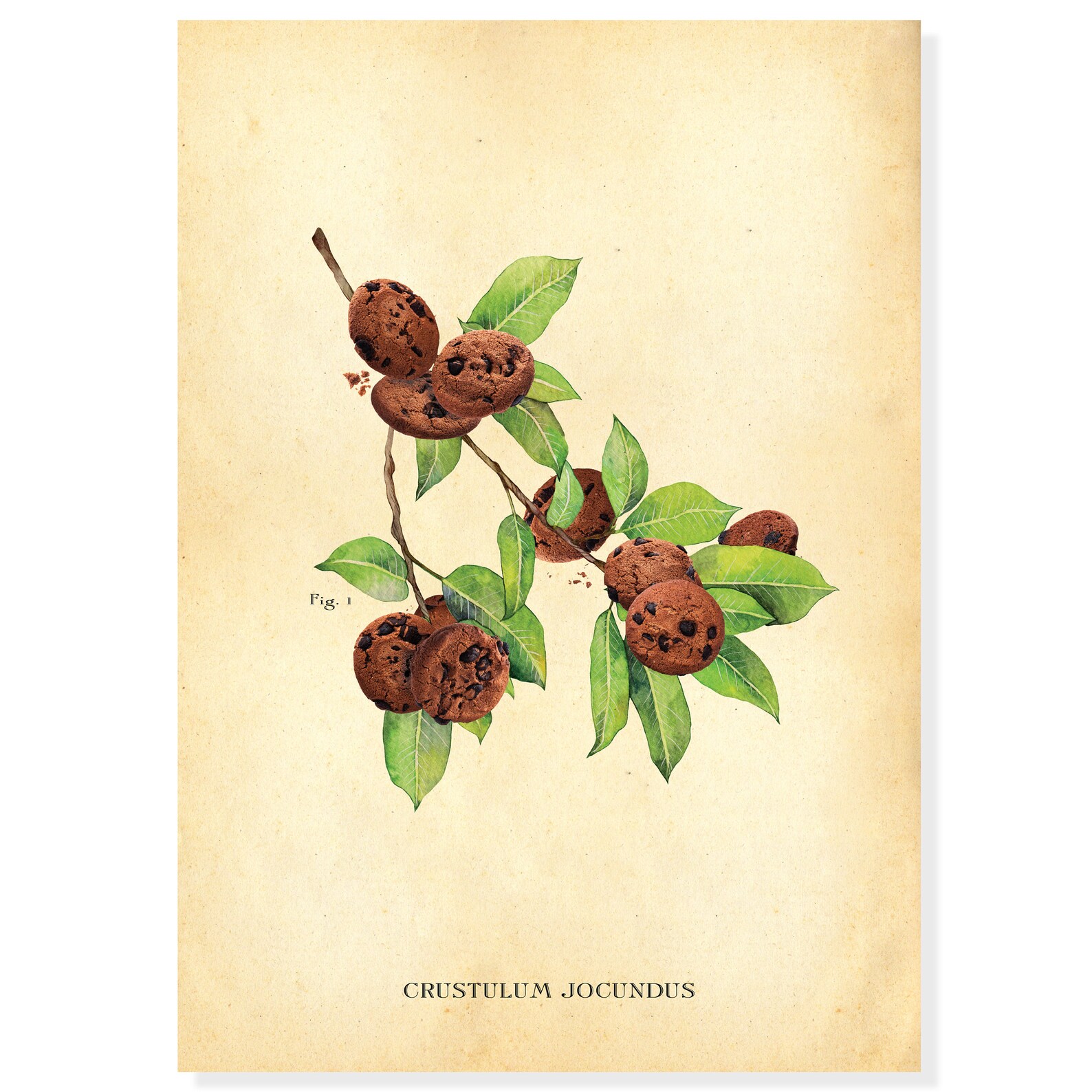 Botanical Chocolate Cookie Print, Biscuit Cookie Art Print, Cookies ...