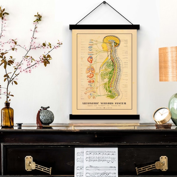 Anatomy Etsy