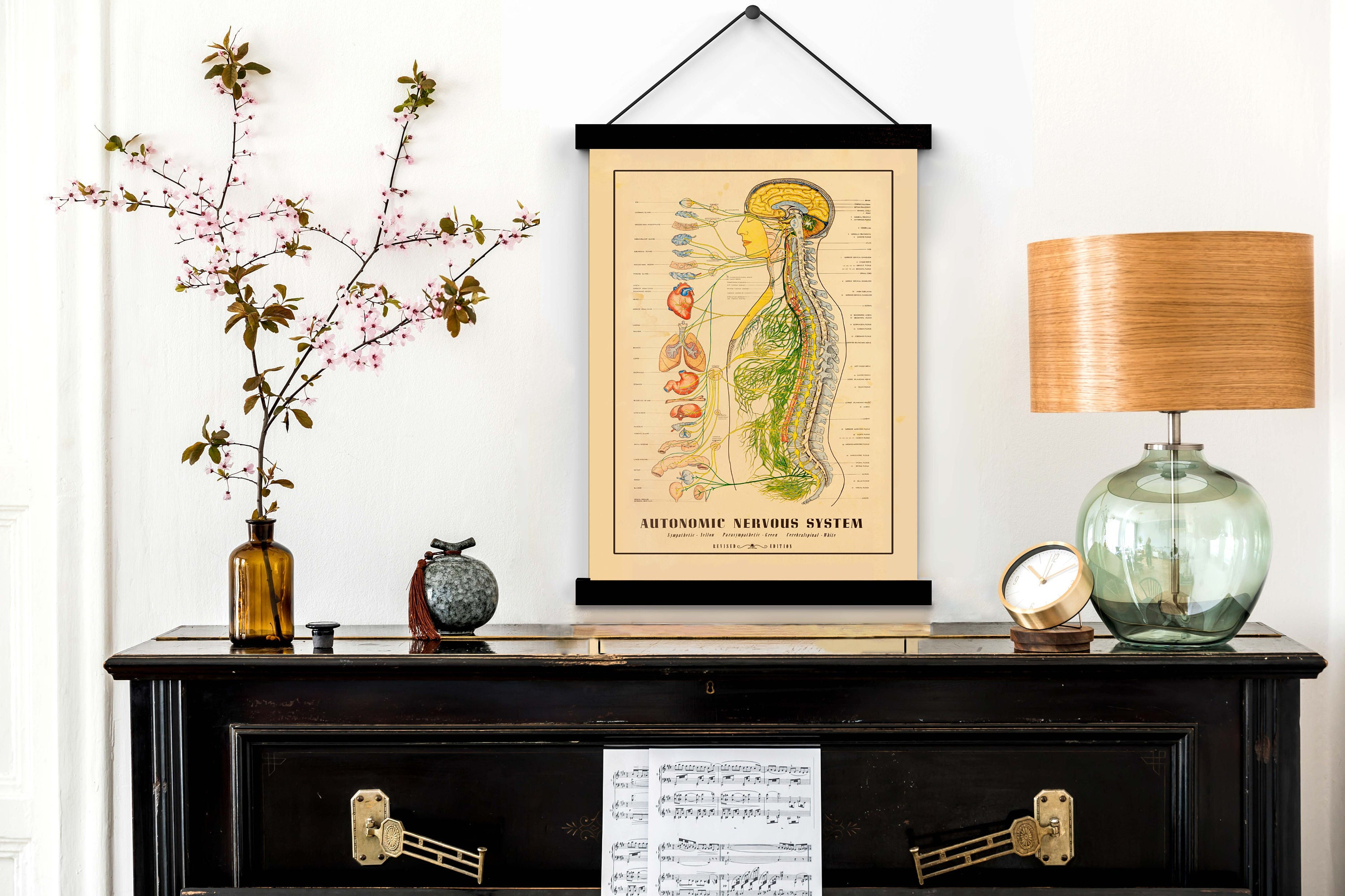 Vintage Medical Chart Human Body Illustration Anatomical - Etsy UK