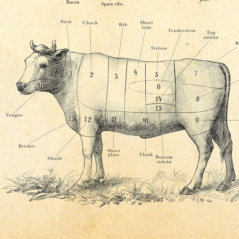 AMERICAN Meat Cuts Chart Butcher Cuts Print All Sizes - Etsy